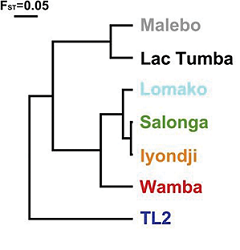 Genetics/Bonobos/Primate Isolated Populations