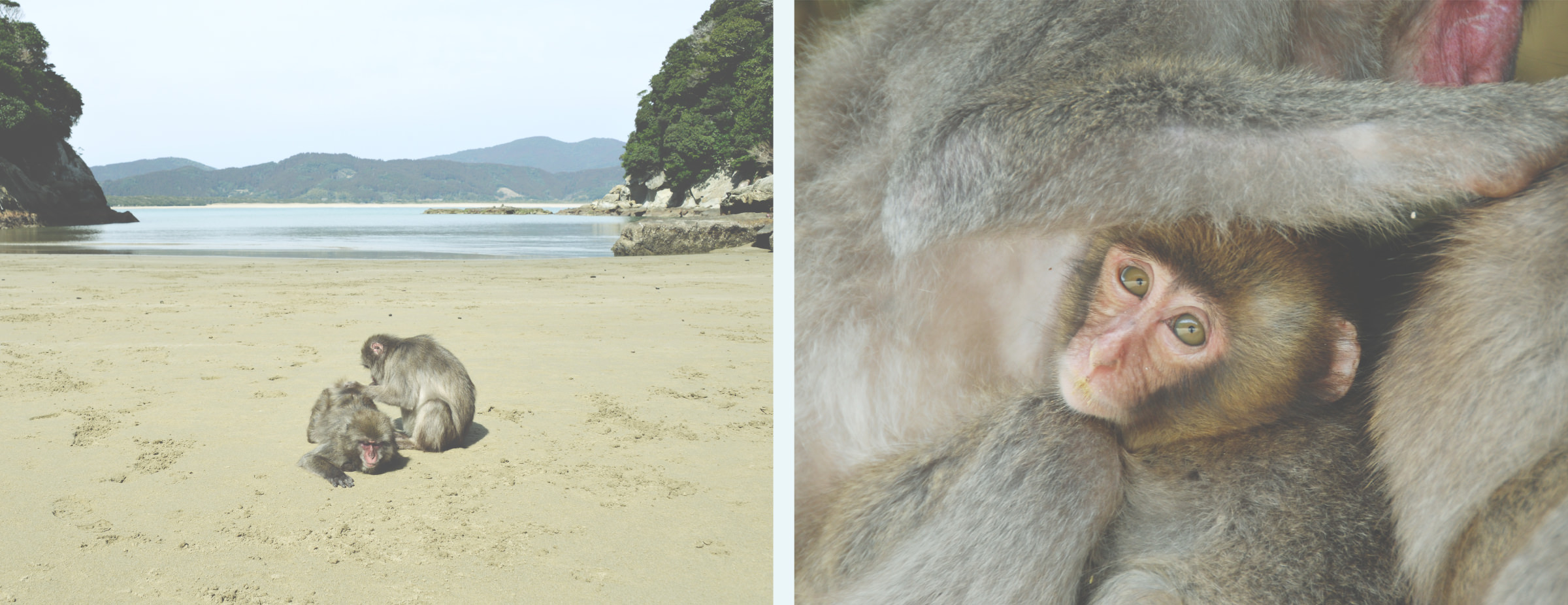 Japanese Monkeys (Japanese Macaque) on Koshima Island - Koshima Field ...